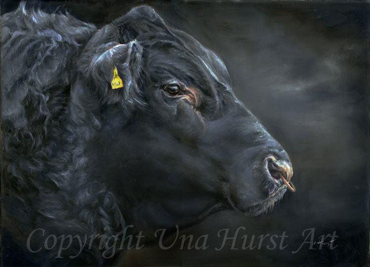 aberdeen angus bull painting