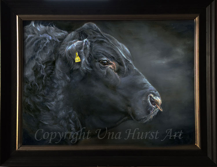 aberdeen angus bull painting