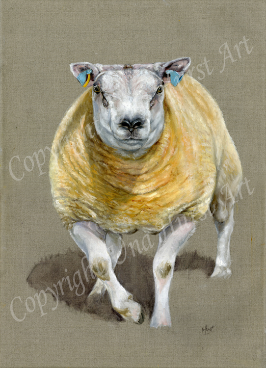Beltex sheep, ram painting
